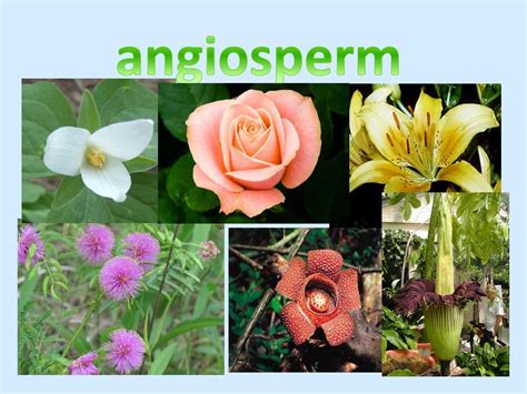 Ppt Angiosperm Powerpoint Presentation Free Download Id2086025