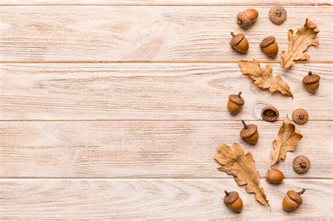 색깔이있는 배경에 녹색 참나무 잎과 도토리가있는 가지 상단 뷰를 닫습니다 가을에 대한 스톡 사진 및 기타 이미지 가을 플랫