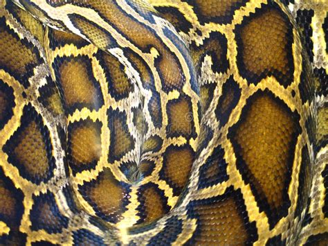 Burmese Python Python Bivittatus Stock Image Image Of Danger