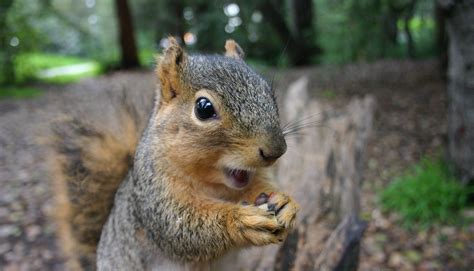 How Squirrels Adapt To Urban Areas Skedaddle Minneapolis