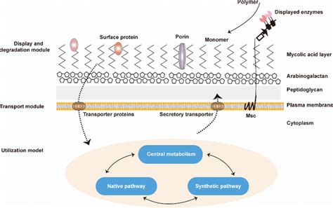 Engineering Transformation Of The C Glutamicum System For The Display Download Scientific