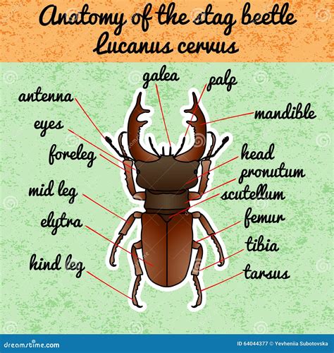 Stag Beetle Body Parts