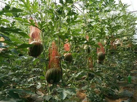 西瓜种植技术 知乎