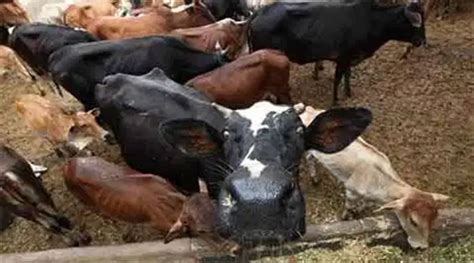 Gujarat Fir Filed After Cow Vigilantes Claim Attack By ‘men