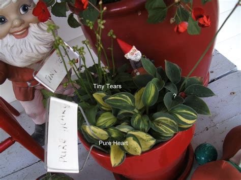 Making Home Mini And I Mean Mini Hostas