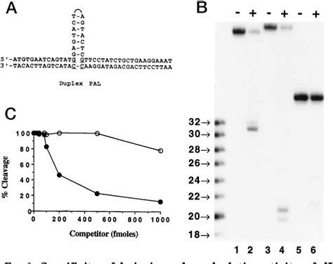 Figure 1 From Cleavage Of Insertiondeletion Mismatches Flap And Pseudo Y Dna Structures By