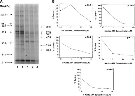 Covalent Binding Of Cold 8 Azido Atp To 43 Kda Ecto Pkc Results In