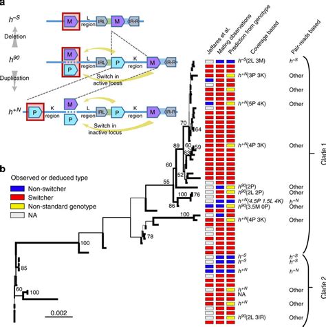 The Genomic Organization Of The Mating Type Region In Wild Strains And Download Scientific
