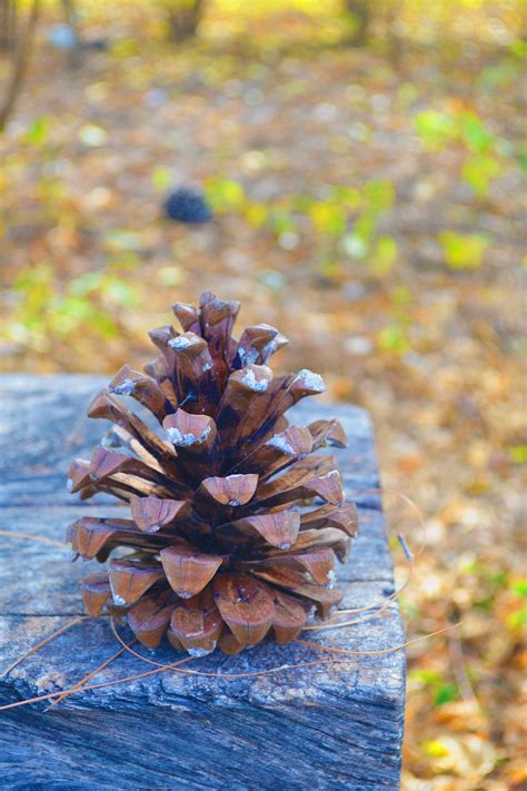 Безплатна снимка дърво природа листо падане цвете храна продукция есен сезон дървесни