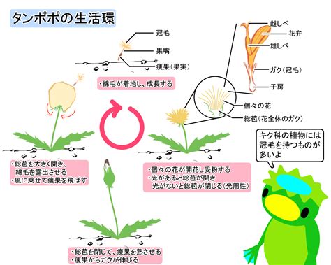 たんぽぽ 受粉 たんぽぽの種類 みんなの北区＠tokyo Kuixhs
