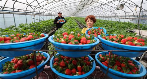 [함양] 겨울 딸기 설향 첫 수확