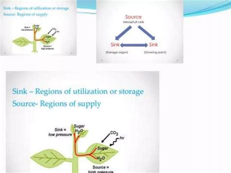 Translocation In Phloempptx