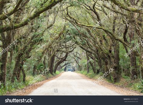 321 Tree Canopy Over Road Images Stock Photos Vectors Shutterstock