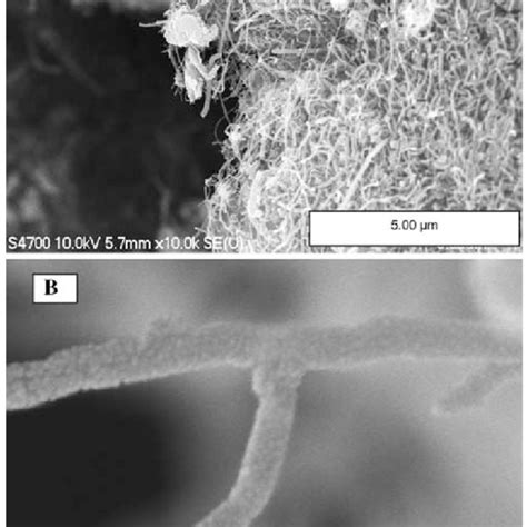 Sem Micrographs Of Tio 2 Mwcnts Download Scientific Diagram