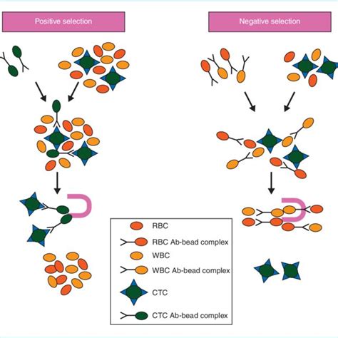 Immunological Procedures Of Enrichment Of Circulating Tumour Cells From