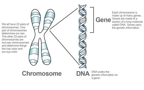 Chromosome Gene Model Clipart Lesson Plan