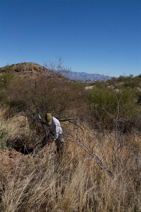 Save A Saguaro Tucson Community Fights Buffelgrass Desert Diaries