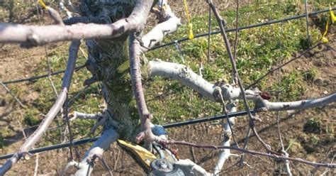 과수 가지치기 전동가위 사용 주의