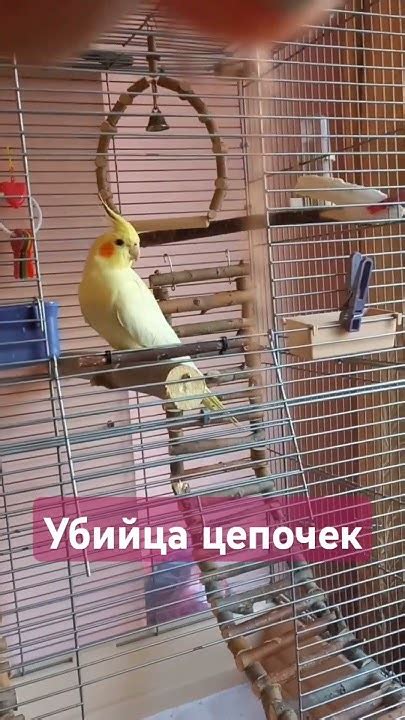 🔗клюв как ножницы Youtube