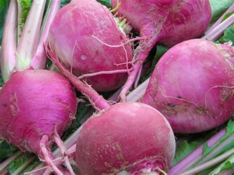 El Nabo Origen Propiedades Y Beneficios Para La Salud