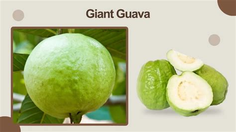 25 Popular Types Of Guava Namesidentification And Key Features