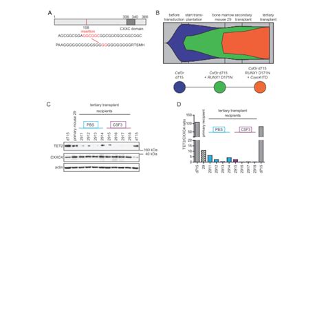 Cxxc4 Mutations And Expression Of Cxxc4 And Tet2 Proteins In Aml