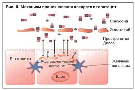 Лекарственные поражения печени