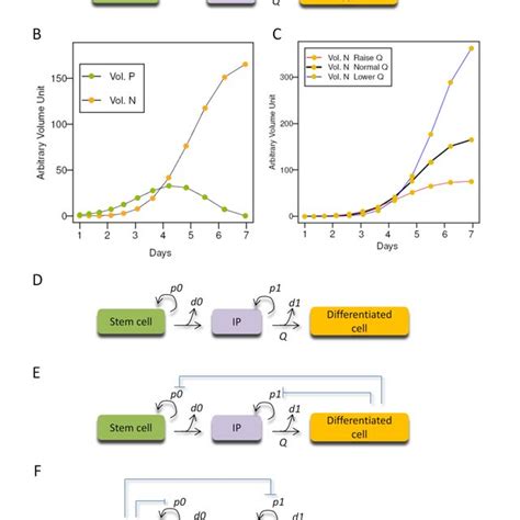 Models Of Stem Cell Dynamics A Classic Model Of Stem Cell Dynamics With Download Scientific
