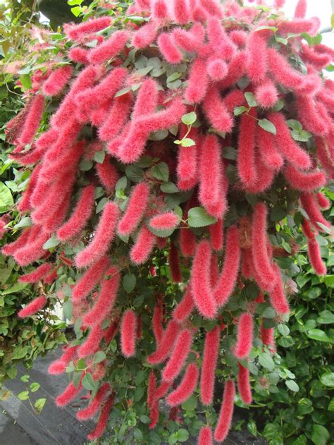 What Is A Chenille Plant At Ava Macnaghten Blog