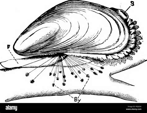 Phylum Mollusca Gastropods Bivalves Cephalopods