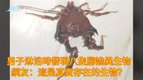 男子淋浴時發現八隻腳詭異生物 網友這是真實存在的生物 東張