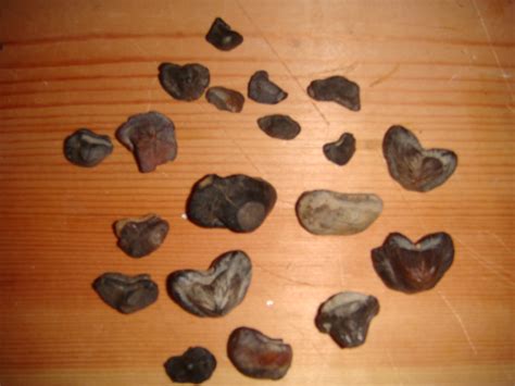 Alabama Fossils Fossil Hunting Trips The Fossil Forum