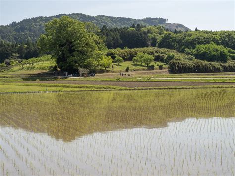 常陸國總社宮の御田植祭｜石岡市 茨城の寺社巡りなら「茨城見聞録」