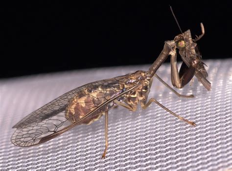About Dicromantispa Sayi Maryland Biodiversity Project