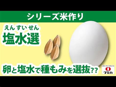 シリーズ米作り 良いイネ種籾を塩水で選別塩水選えんすいせんの方法 YouTube
