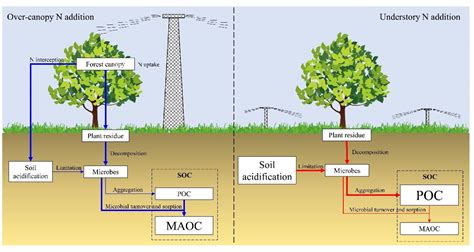 森林土壤有机碳对氮添加方式响应差异机制获揭示