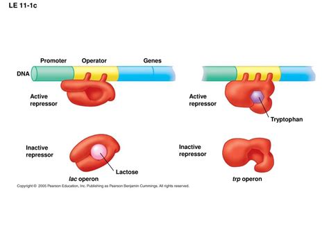 The Control Of Gene Expression Ppt Download