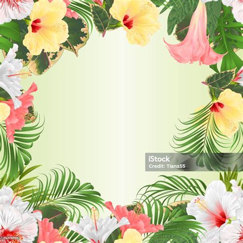 열대 꽃 핑크 레드 옐로우와 흰색 히비스커스와 브루그만시아와 손바닥 필로든론 수채화 빈티지 벡터 일러스트와 원활한 국경 꽃다발 편집 0명에 대한 스톡 벡터 아트 및 기타