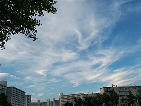 烏瓜 誰にも会えぬ夜の闇 うらなり日記俳句