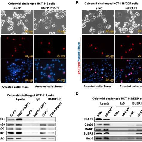 Role Of Mitotic Arrest Deficient 1 Mad1 In Prap1 Mediated Mcc
