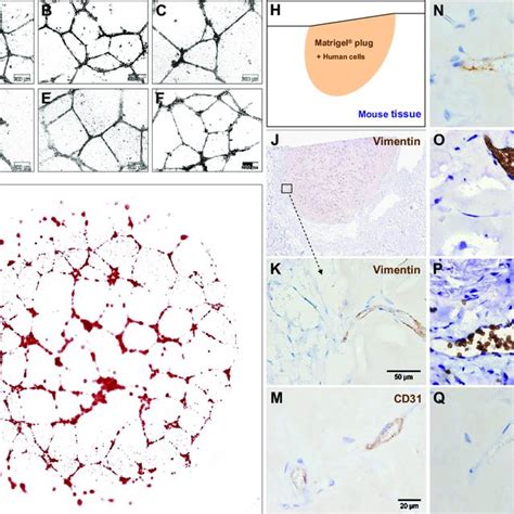 Anna Obenauf Research Institute Of Molecular Pathology Vienna Imp