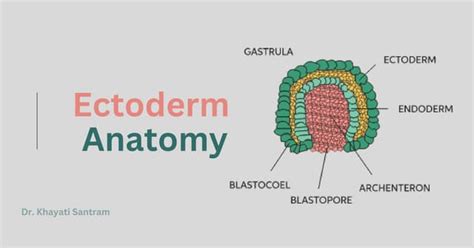 Ectoderm Derivativespdf
