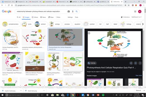 Photosynthesis Vs Cellular Respiration Diagram Quizlet