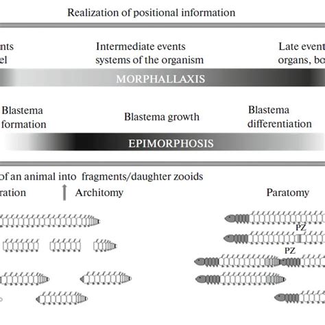 Pdf Morphallaxis Versus Epimorphosis Cellular And Molecular Aspects