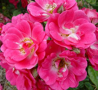 Ross Roses Ross Roses Is Australias Oldest Specialist Rose Grower