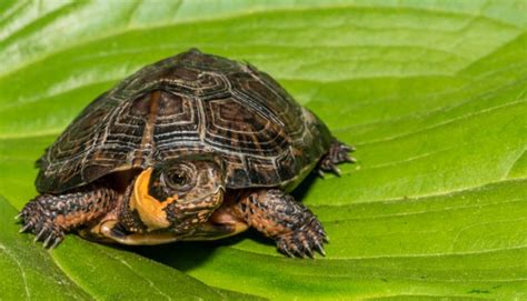 Bog Turtle Muhlenbergs Turtle Video All Turtles
