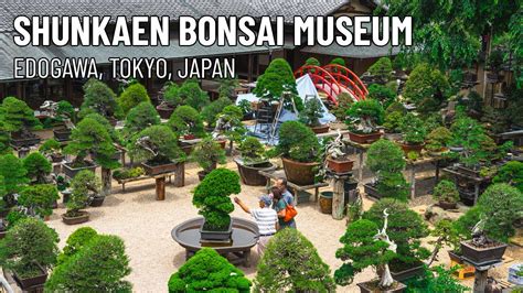 Shunkaen Bonsai Museum 春花園bonsai美術館 Tokyo Japan 4k Tour Youtube