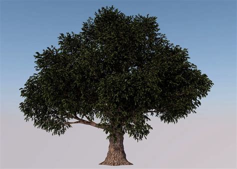 Beech Tree 3d Model