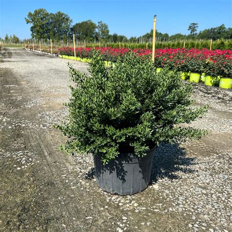 Ilex Crenata Hoogendorn Holly From Jericho Farms