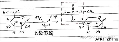 （基础篇）糖酵解的生化反应 知乎
